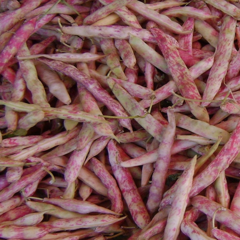 Pink Half Runner Beans Heirloom Non GMO Open Pollinated | Vegetable ...