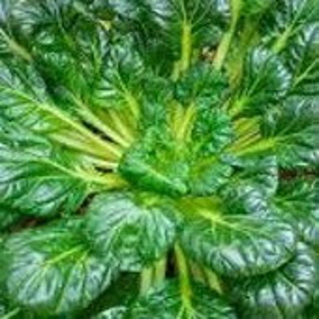 Tatsoi Seeds | Brassica Narinosa | Tatsoi Mustard | Mustard Seeds | Burpee Tatsoi | Greens Asian ...