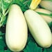 Green Variegated Marrow Squash, Green Lebanese Squash, Summer & Winter ...