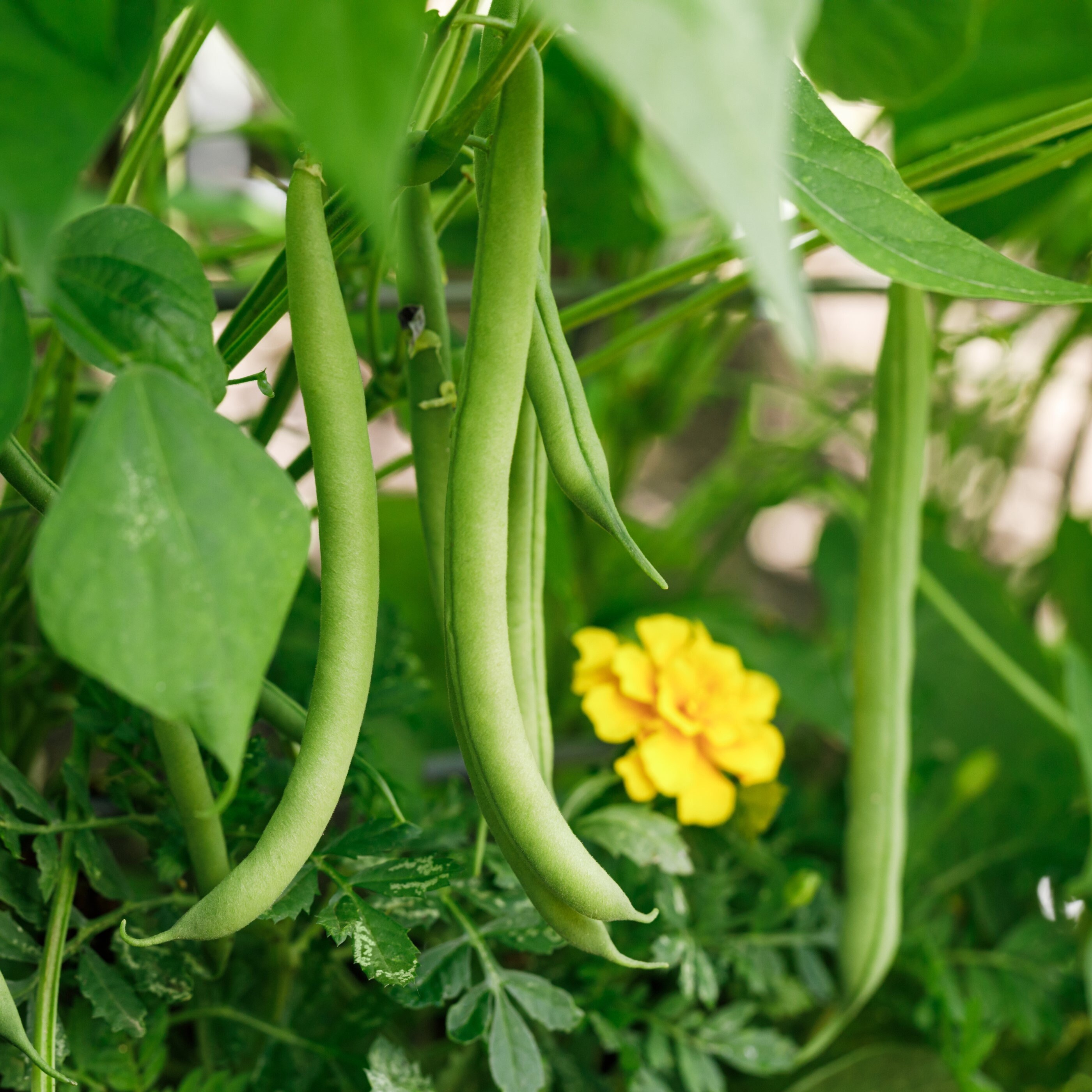 Slenderette French Bean Heirloom Seed Slender Pod French - Etsy