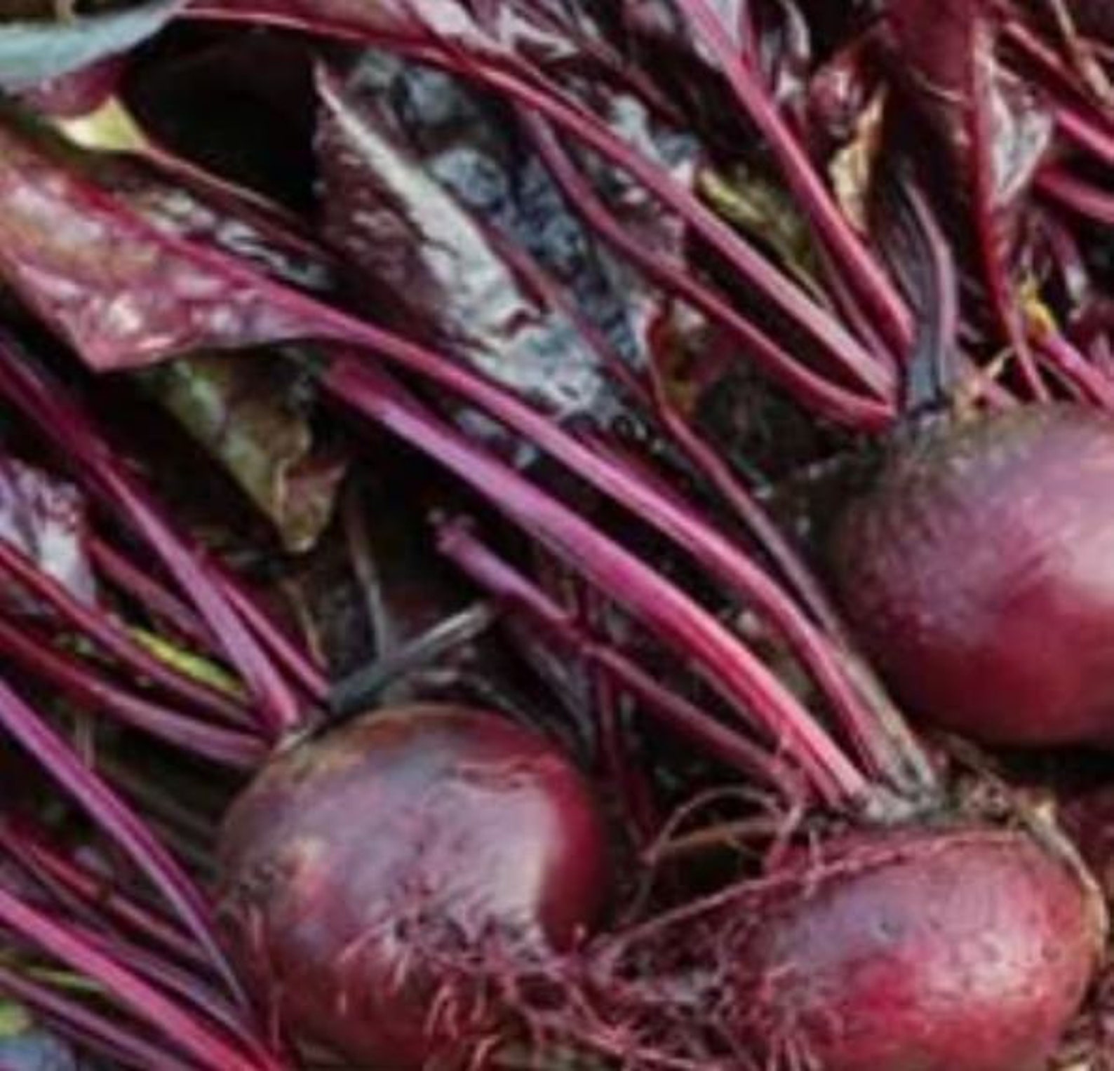 Bulls Blood Beet Seeds, Microgreens Seeds, Heirloom Seeds, Beta ...