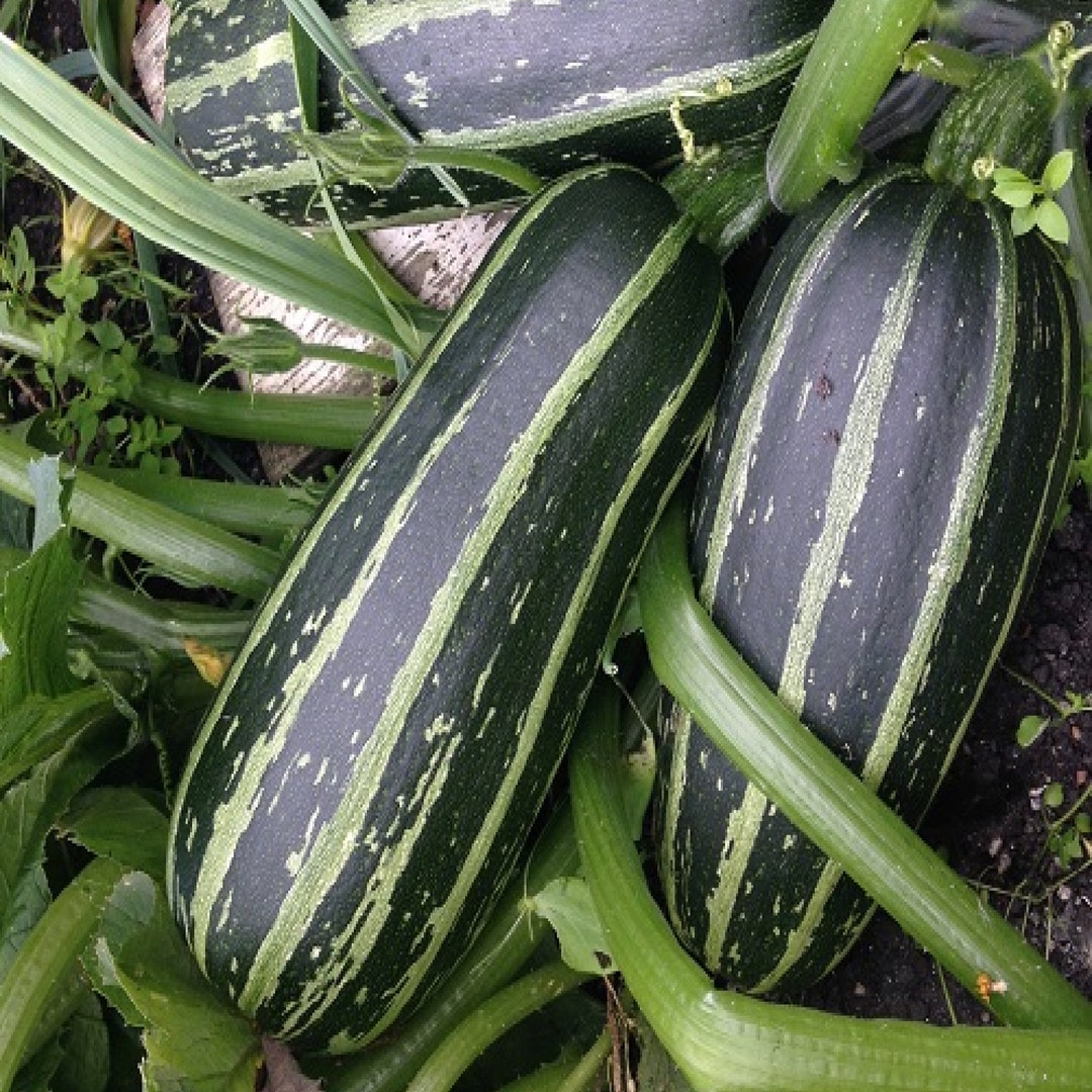 Green Variegated Marrow Squash, Green Lebanese Squash, Summer & Winter ...