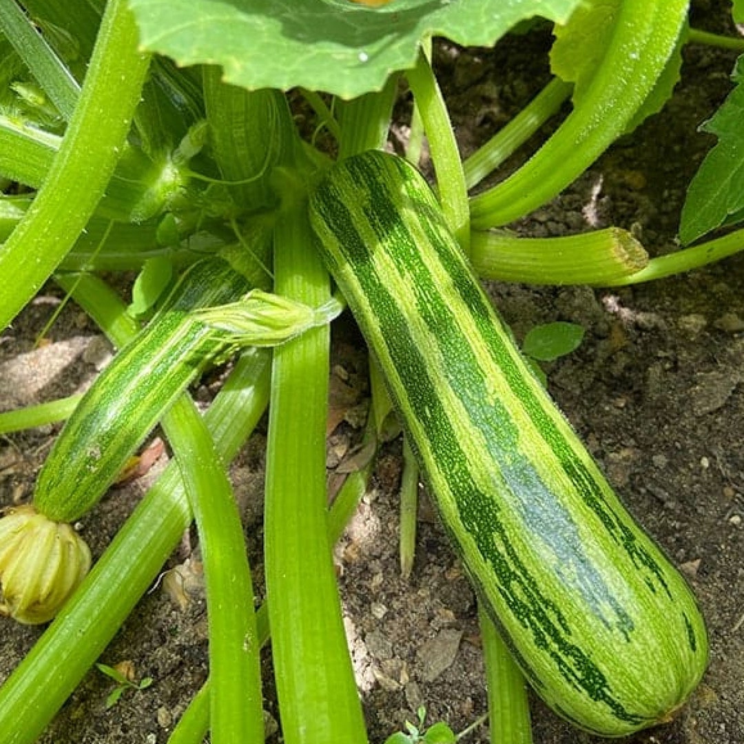 Zucchini Cocozelle Seeds, Non GMO Open Pollinated Heirloom Italian ...