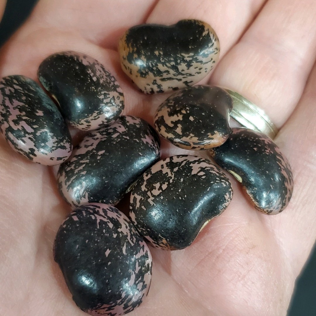 Bean - Akahana Mame, Japanese Pole Bean, Flower Bean, 5 Seeds - Etsy