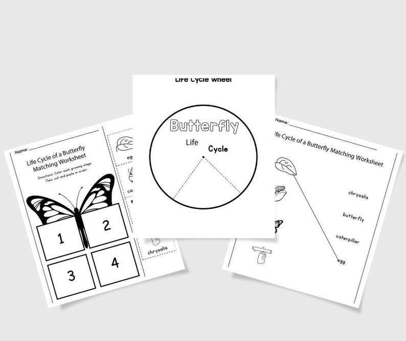 Butterfly Life Cycle Activity, Toddler Learning Printables, Preschool ...