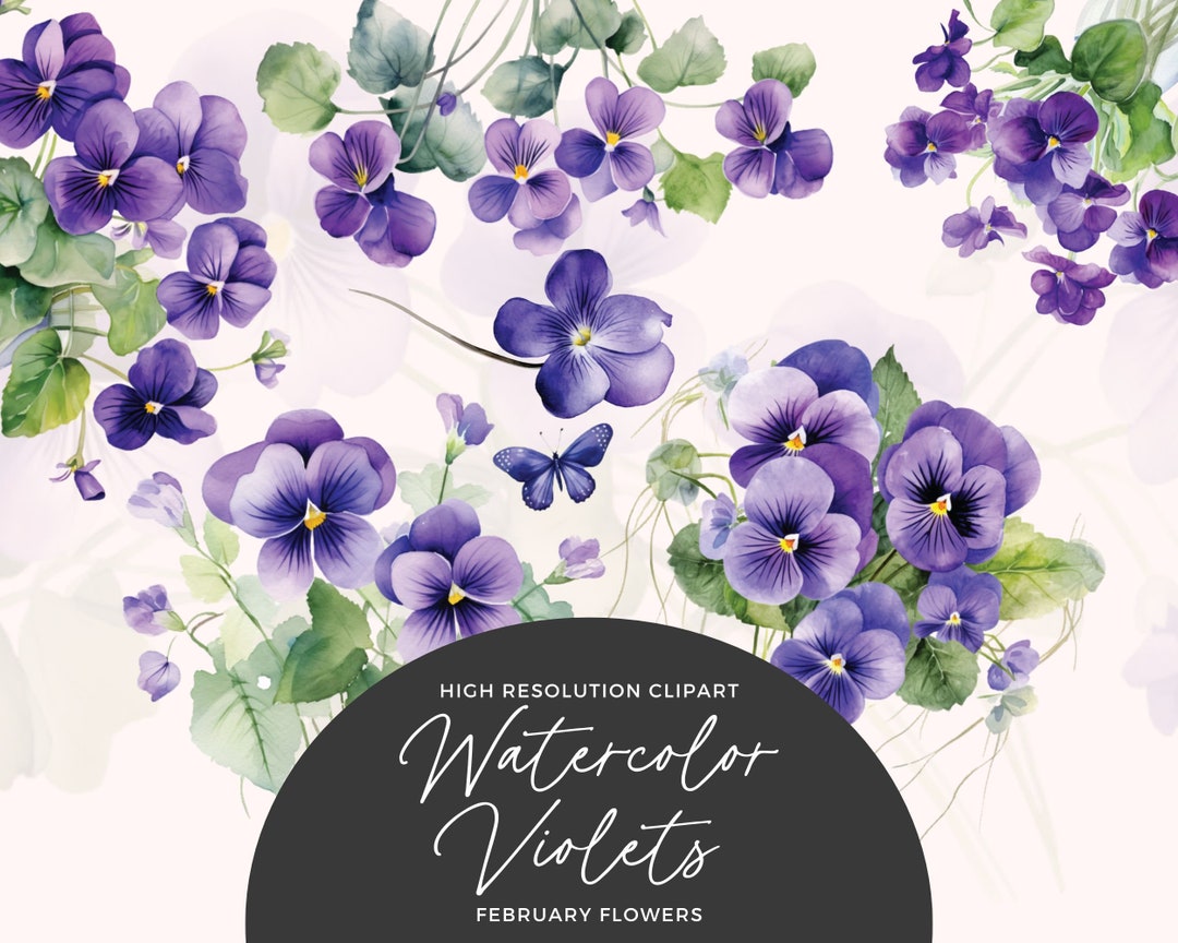 February Birth Month Flower Clipart | Watercolor Violet Floral Clipart ...