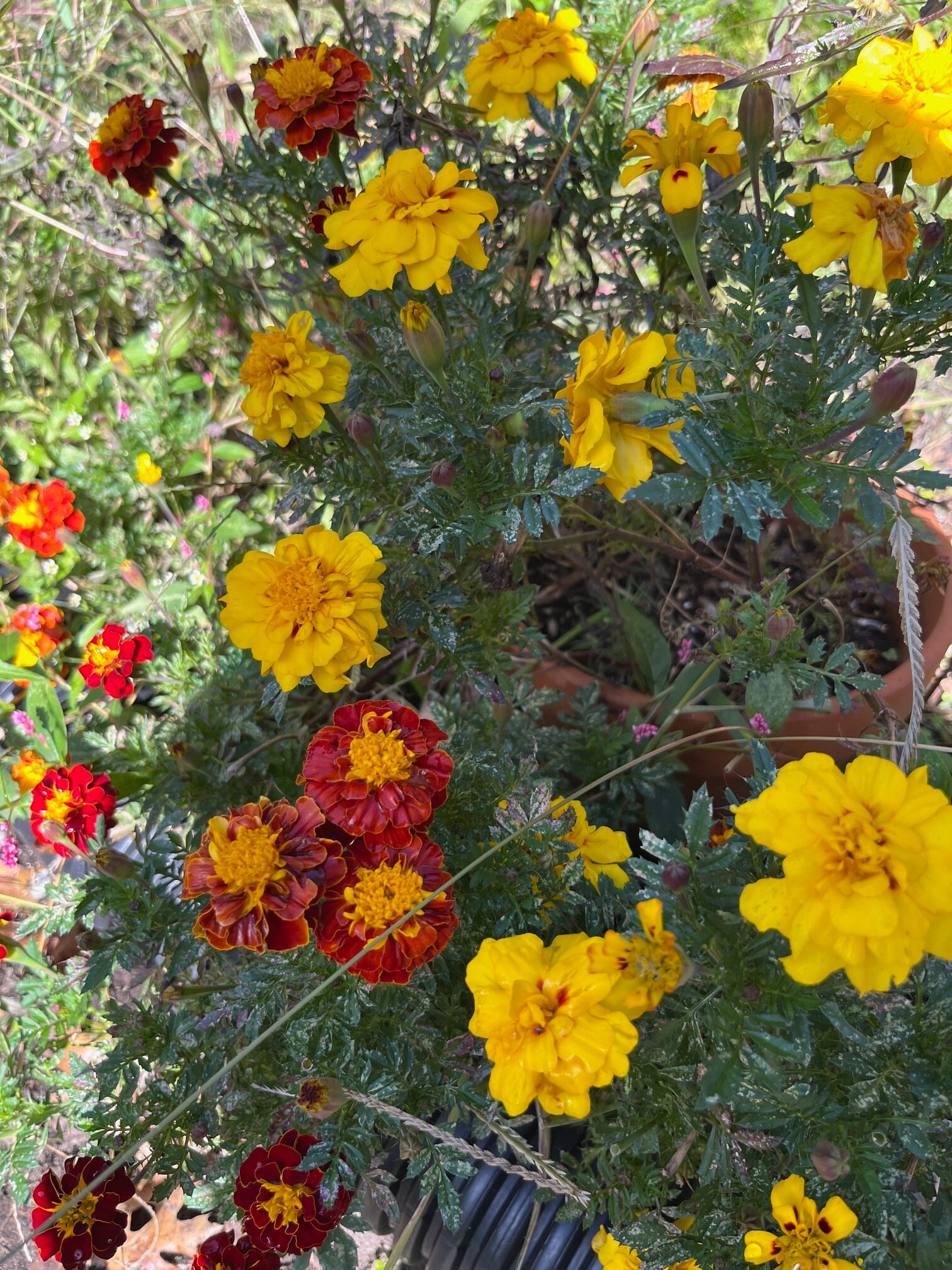 Mixed Marigold Seeds - Etsy