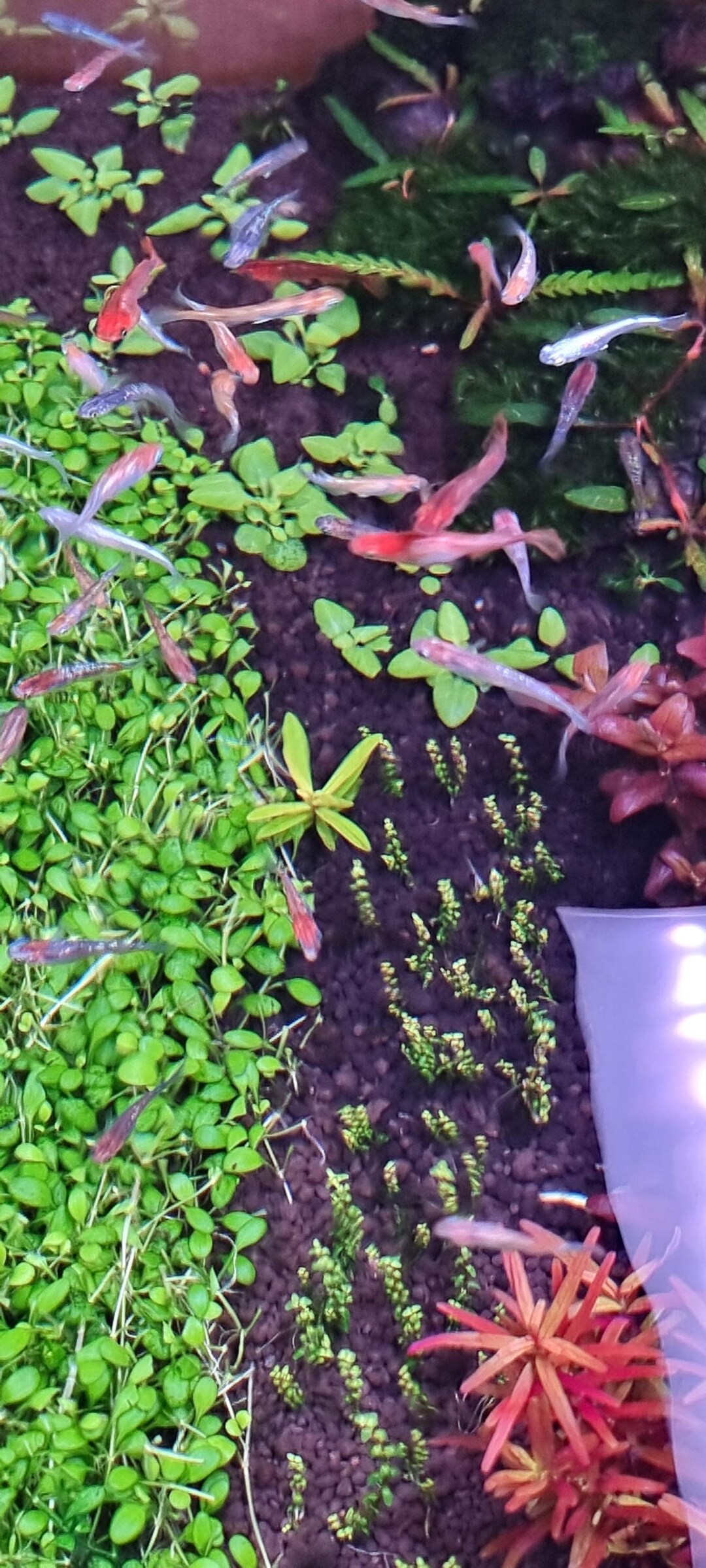 Mixed Medaka Rice Fish X 10, Collection Only From Hartlepool. - Etsy