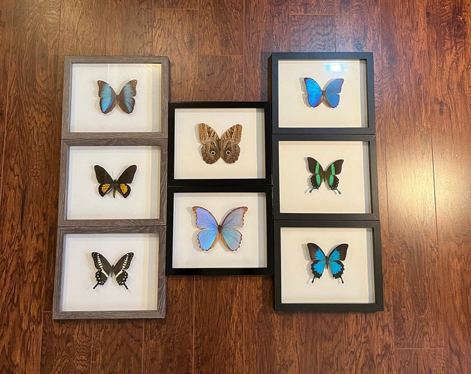 Real Dried Butterflies in Frame for Gift and Home Decoration - Etsy