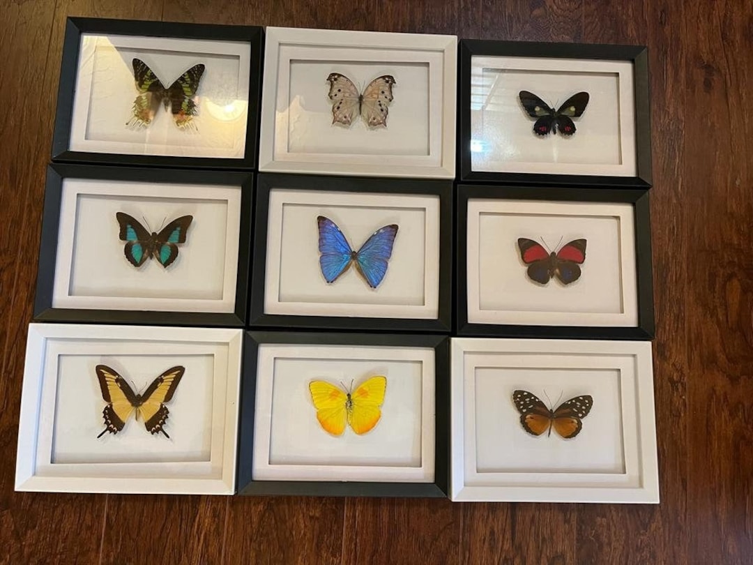 Real Dried Butterflies in Frame for Gift and Home Decoration - Etsy