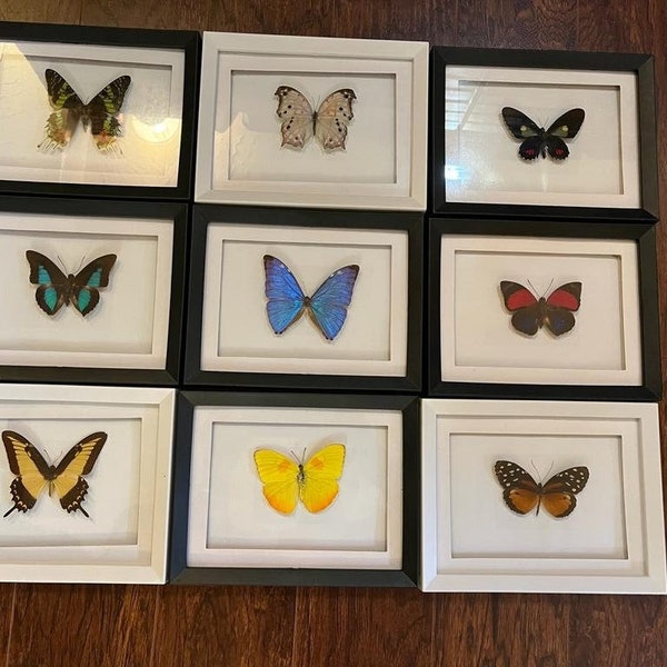 Dried Butterflies - Etsy