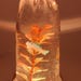 Carnival Blue Pet Fish in a Bag Night Light - Etsy