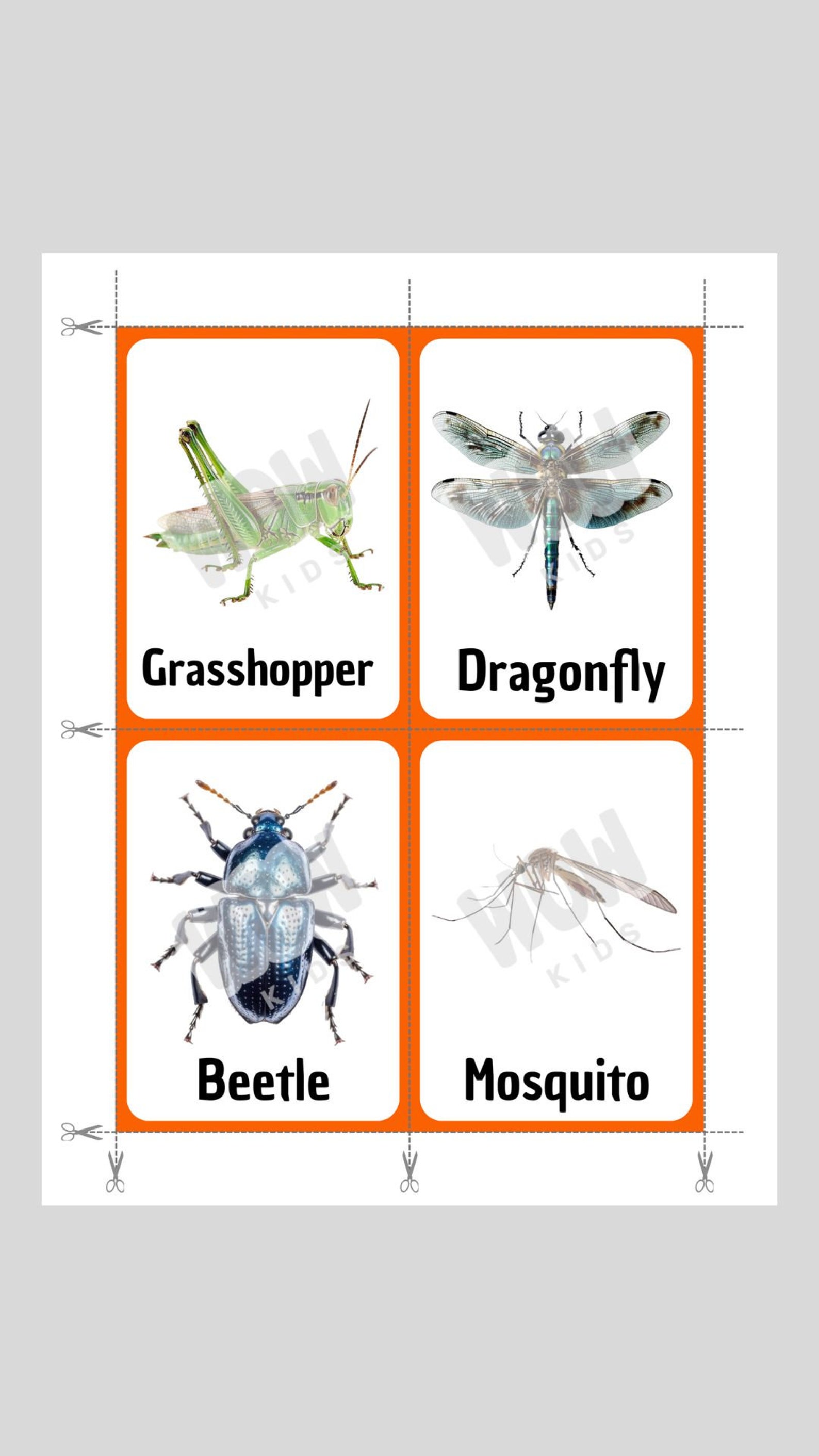 Flash Cards, Insects, Preschool Flashcards, Printables Learning ...