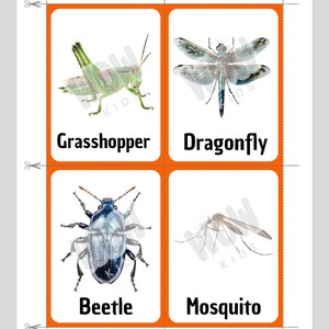 Flash Cards, Insects, Preschool Flashcards, Printables Learning ...