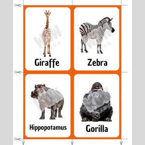 Flash Cards, Jungle Animals, Preschool Flashcards, Printables Learning ...