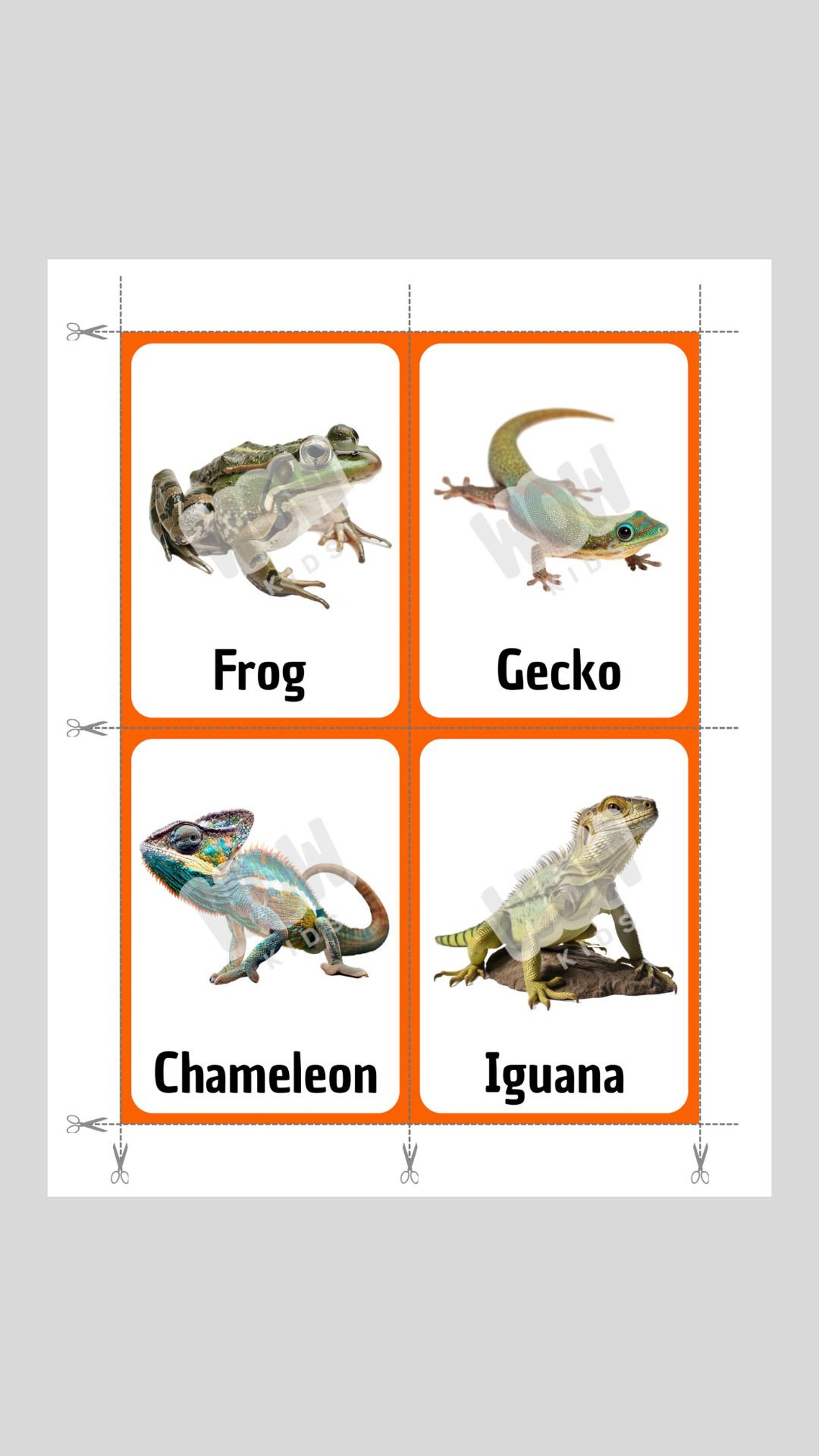 Flash Cards, Reptiles, Preschool Flashcards, Printables Learning ...