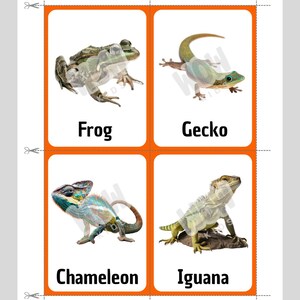 Flash Cards, Reptiles, Preschool Flashcards, Printables Learning ...