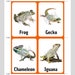 Flash Cards, Reptiles, Preschool Flashcards, Printables Learning ...