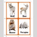 Flash Cards, Forest Animals, Preschool Flashcards, Printables Learning ...