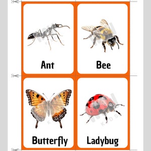 Flash Cards, Insects, Preschool Flashcards, Printables Learning ...