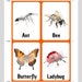 Flash Cards, Insects, Preschool Flashcards, Printables Learning ...