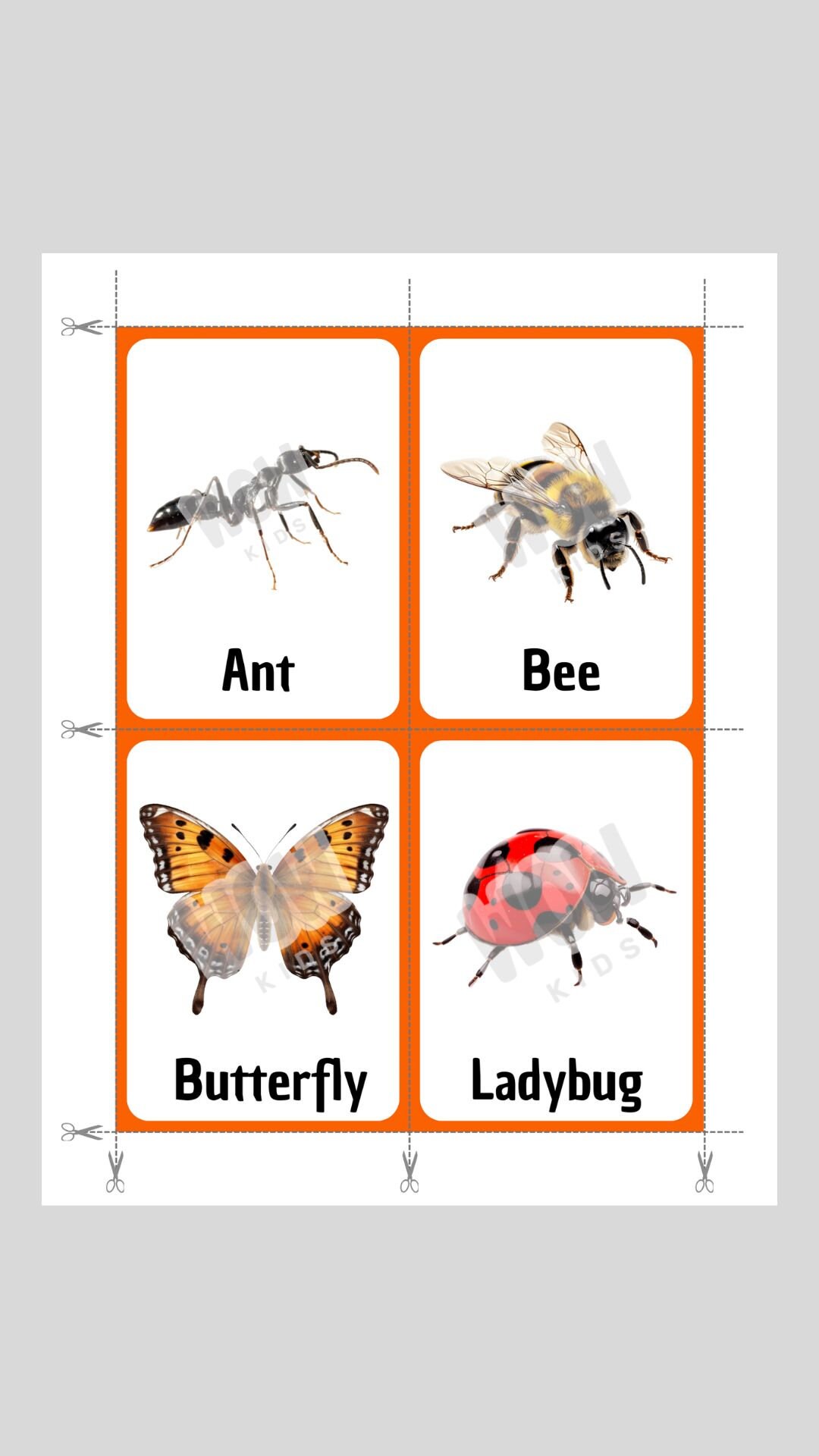 Flash Cards, Insects, Preschool Flashcards, Printables Learning ...
