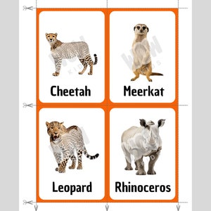 Flash Cards, Jungle Animals, Preschool Flashcards, Printables Learning ...