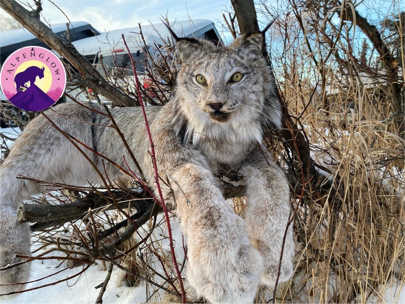 Alaskan Lynx Soft Mount - Etsy
