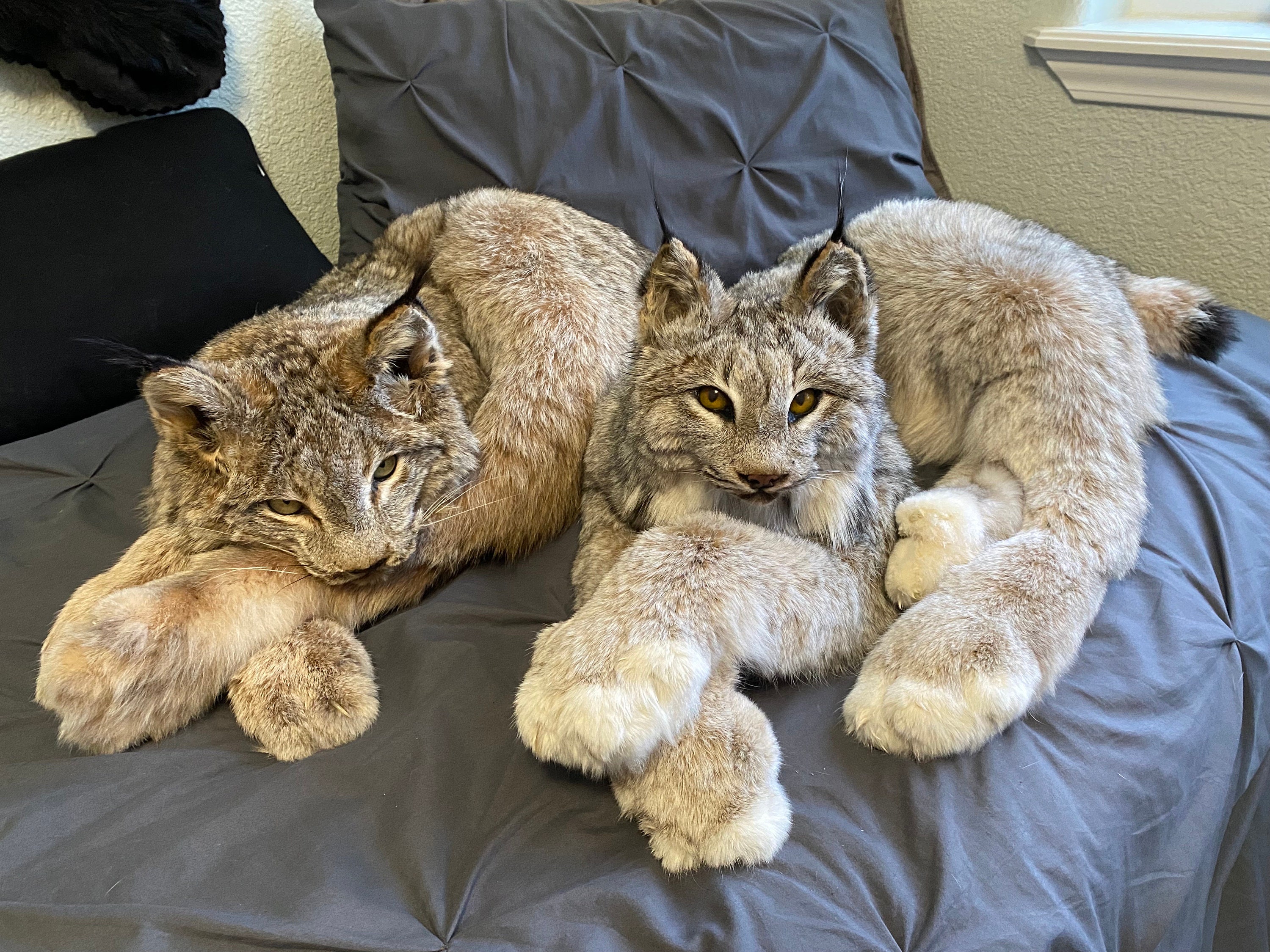 Alaskan Lynx Pillow Mount - Etsy