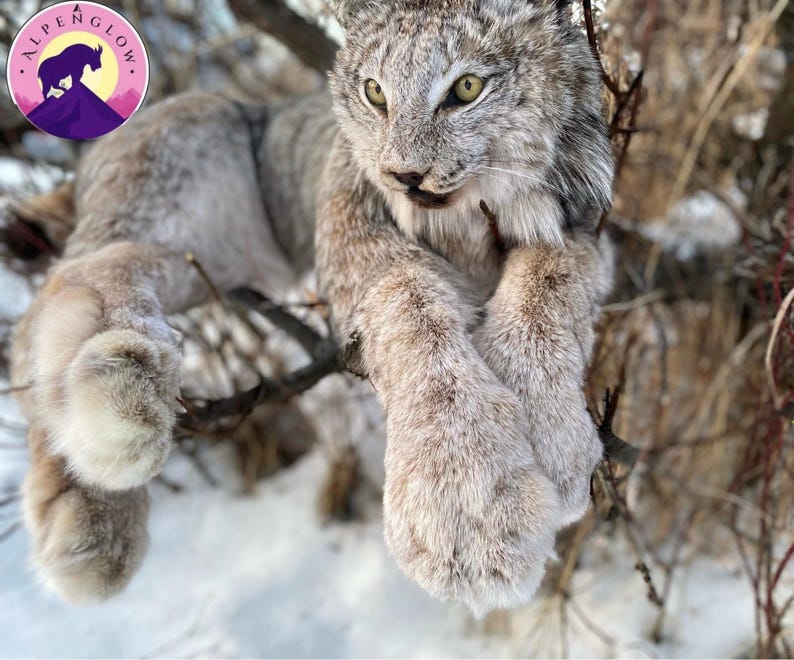 Alaskan Lynx Soft Mount - Etsy