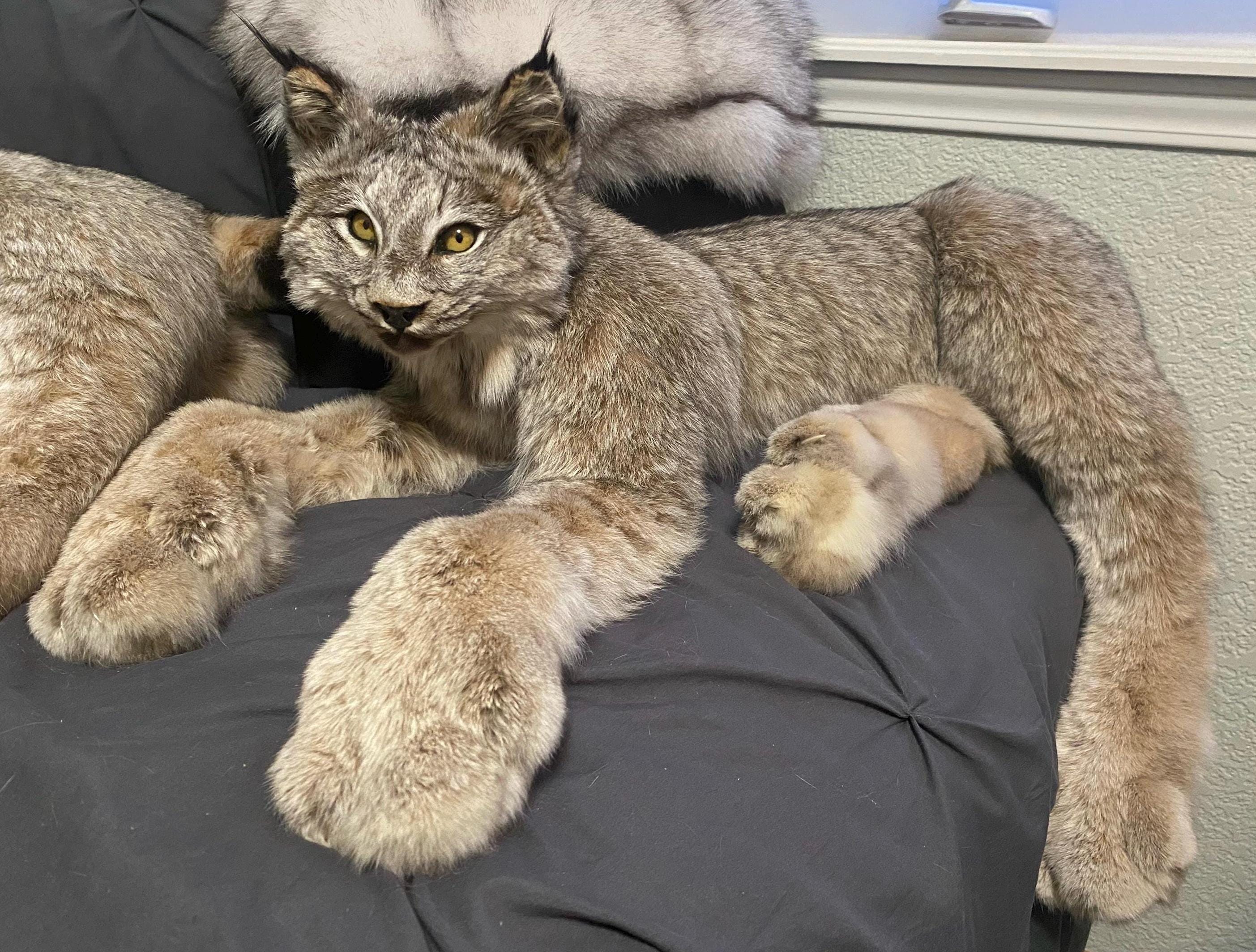 Alaskan Lynx Soft Mount - Etsy