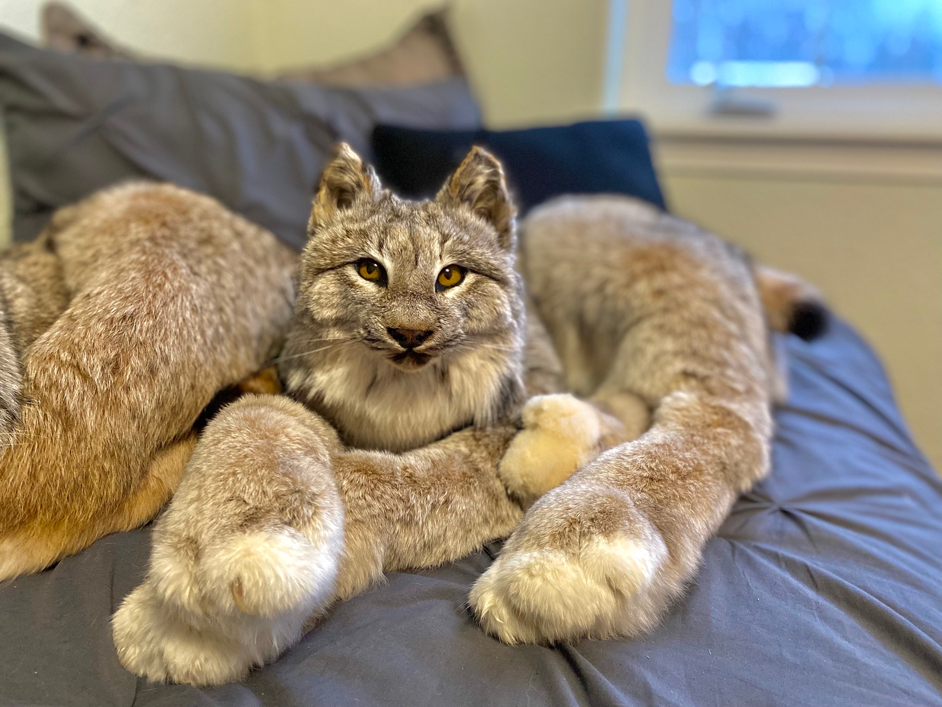 Alaskan Lynx Pillow Mount - Etsy