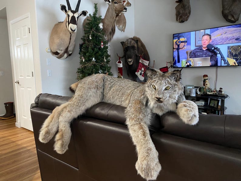 Alaskan Lynx Soft Mount - Etsy