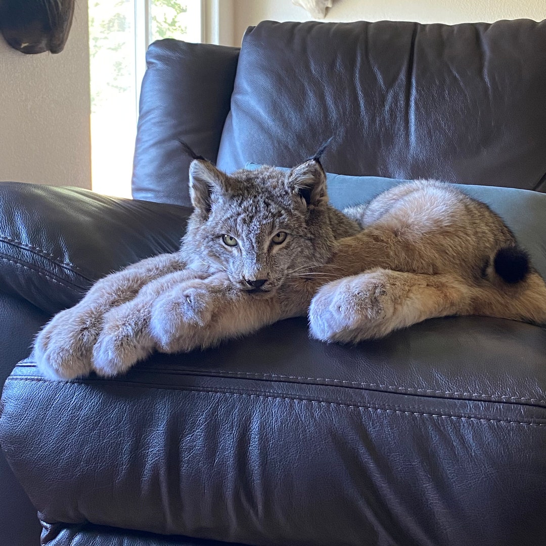 Alaskan Lynx Pillow Mount - Etsy