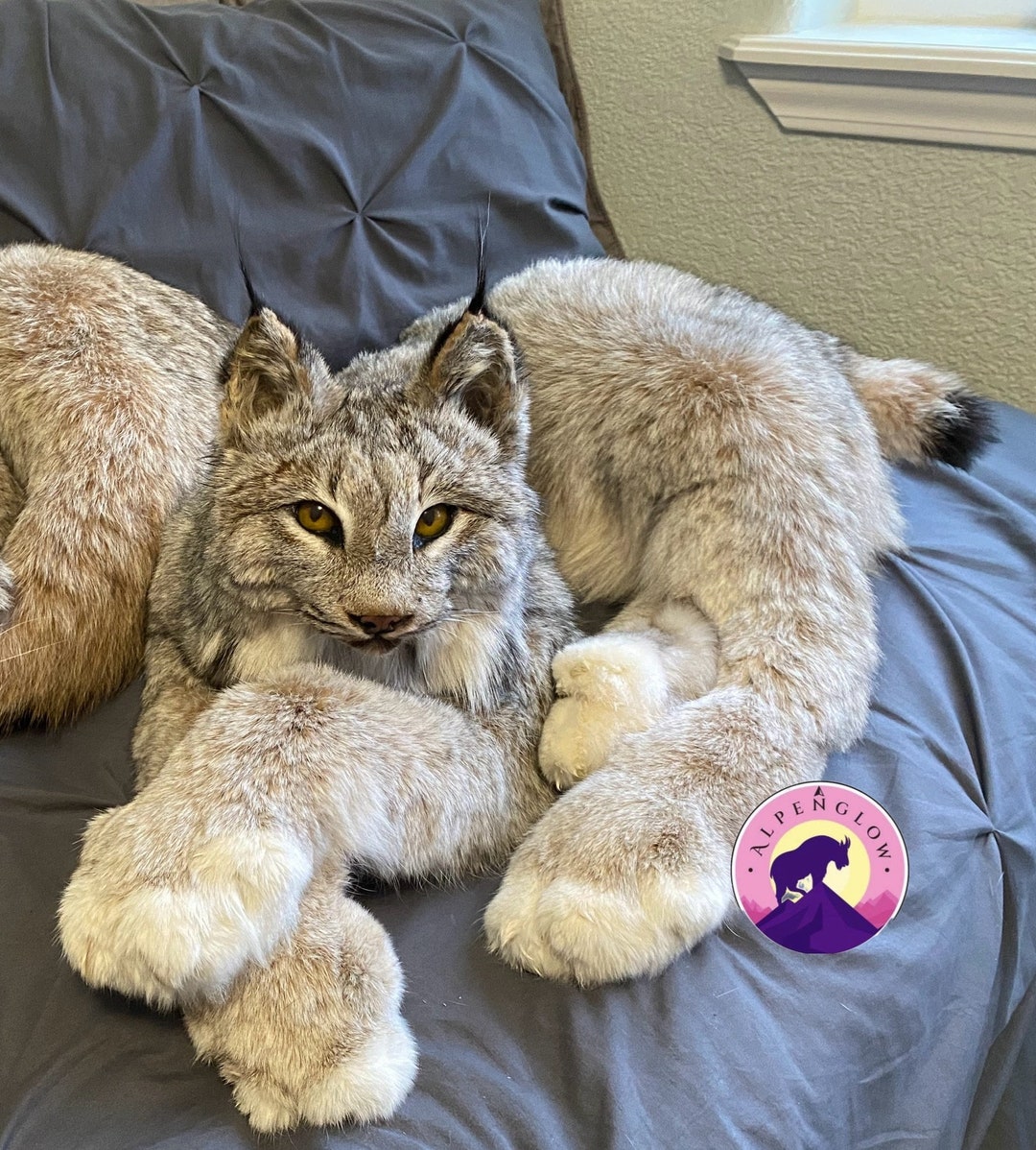 Alaskan Lynx Pillow Mount - Etsy