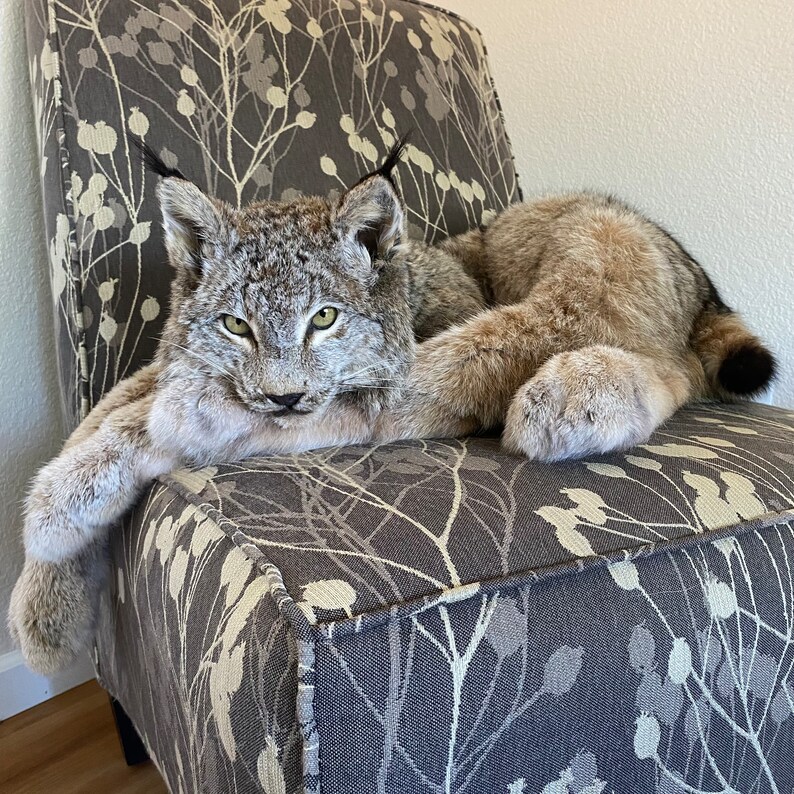 Alaskan Lynx Pillow Mount - Etsy