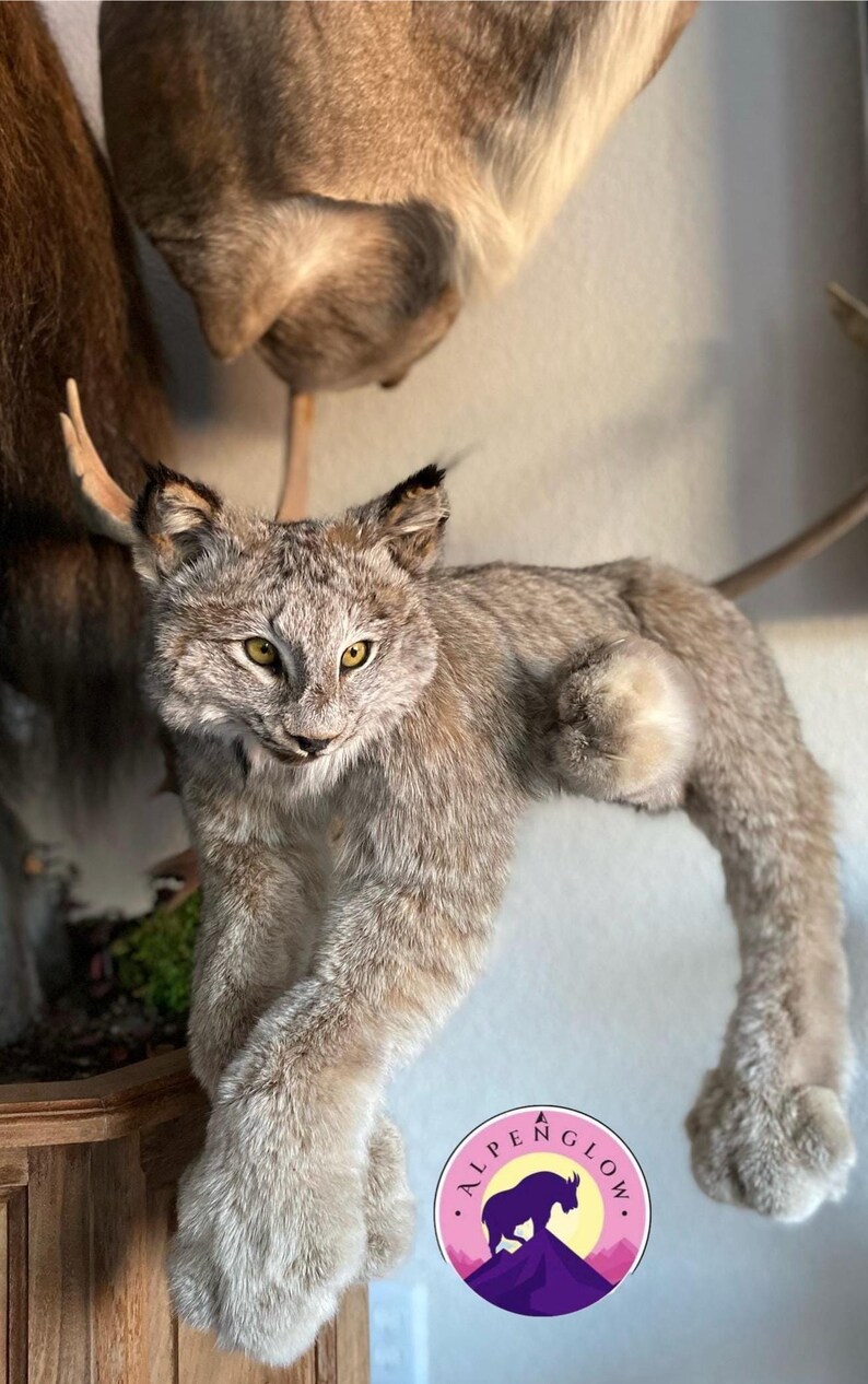 Alaskan Lynx Soft Mount - Etsy