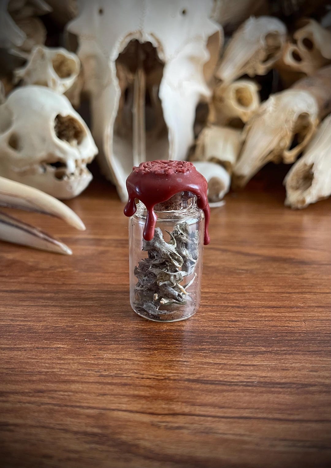 Mini Bone Jar Rodent Skulls - Etsy