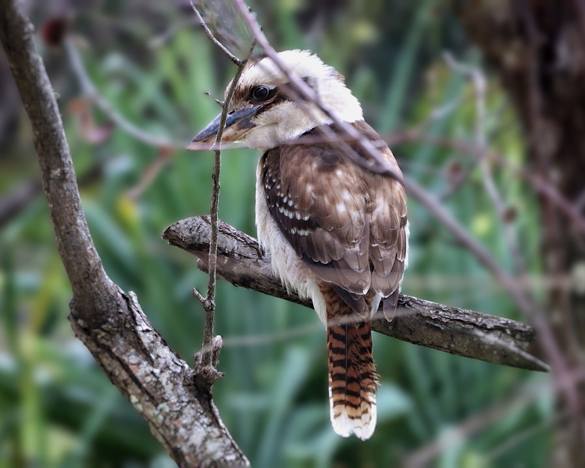 Kookaburra. Australia's Laughing Birds of Australia. - Etsy