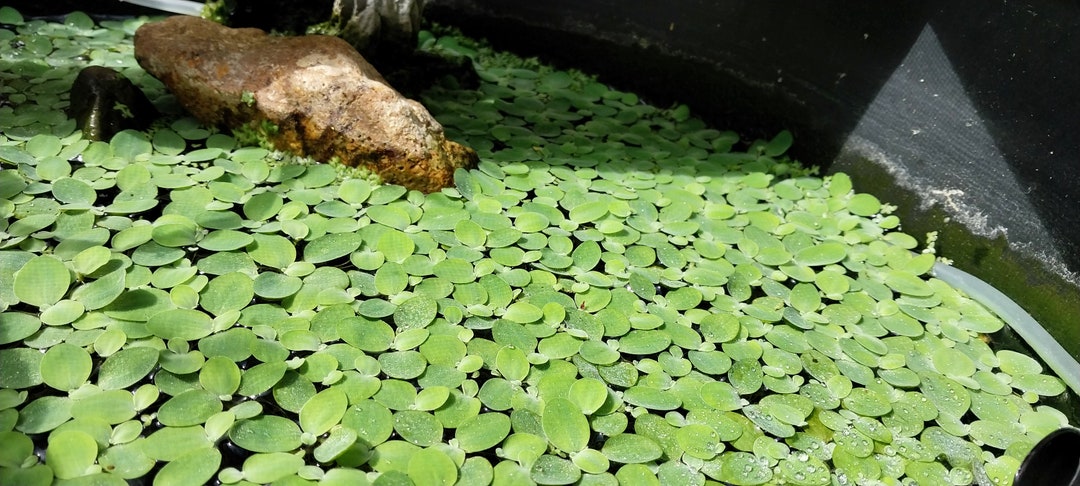 Dwarf Water Lettuce for Aquarium or Pond - Etsy