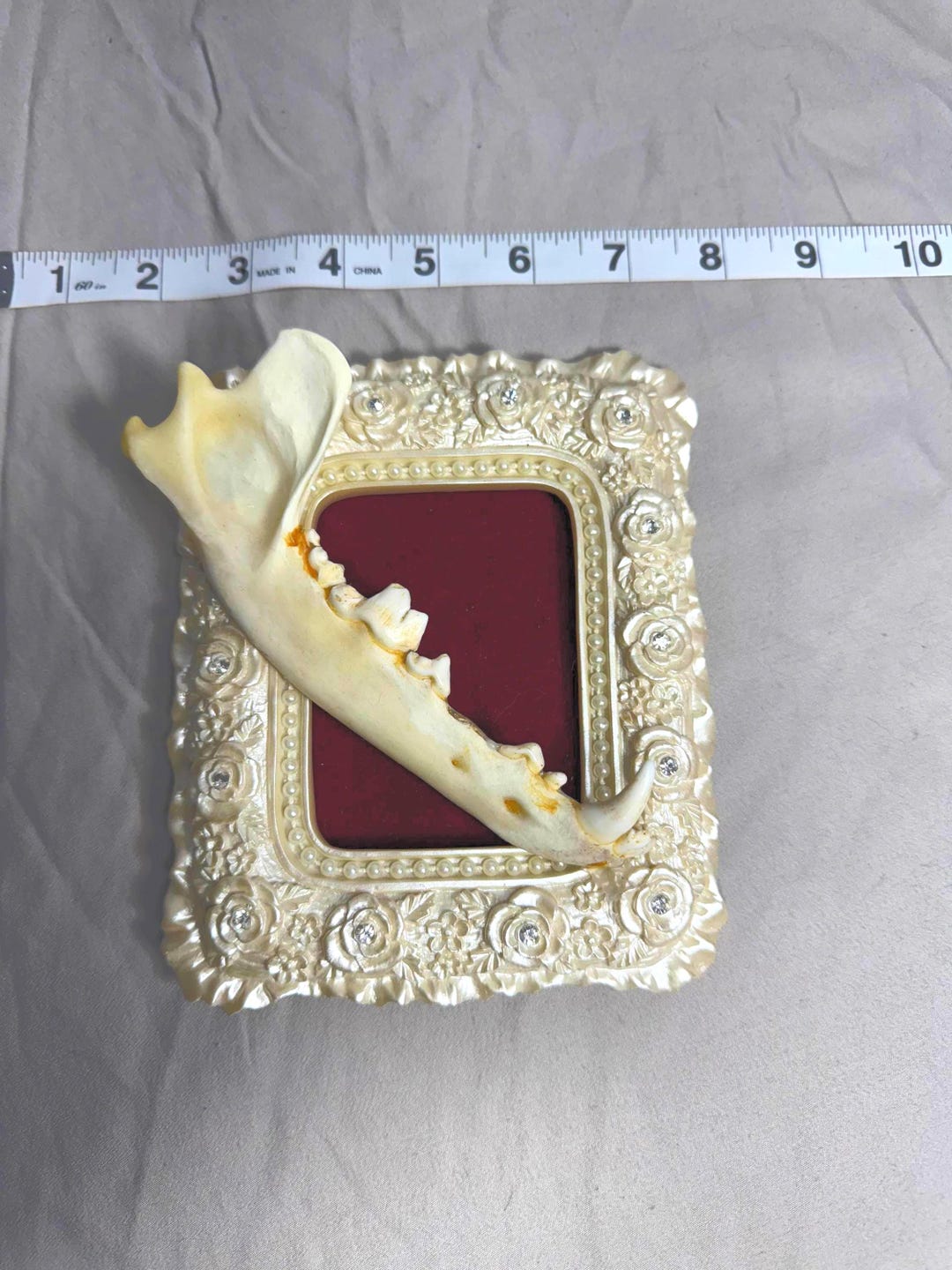 Elegant Coyote Jawbone Frame | Crystal Velvet Standing Frame Oddity ...