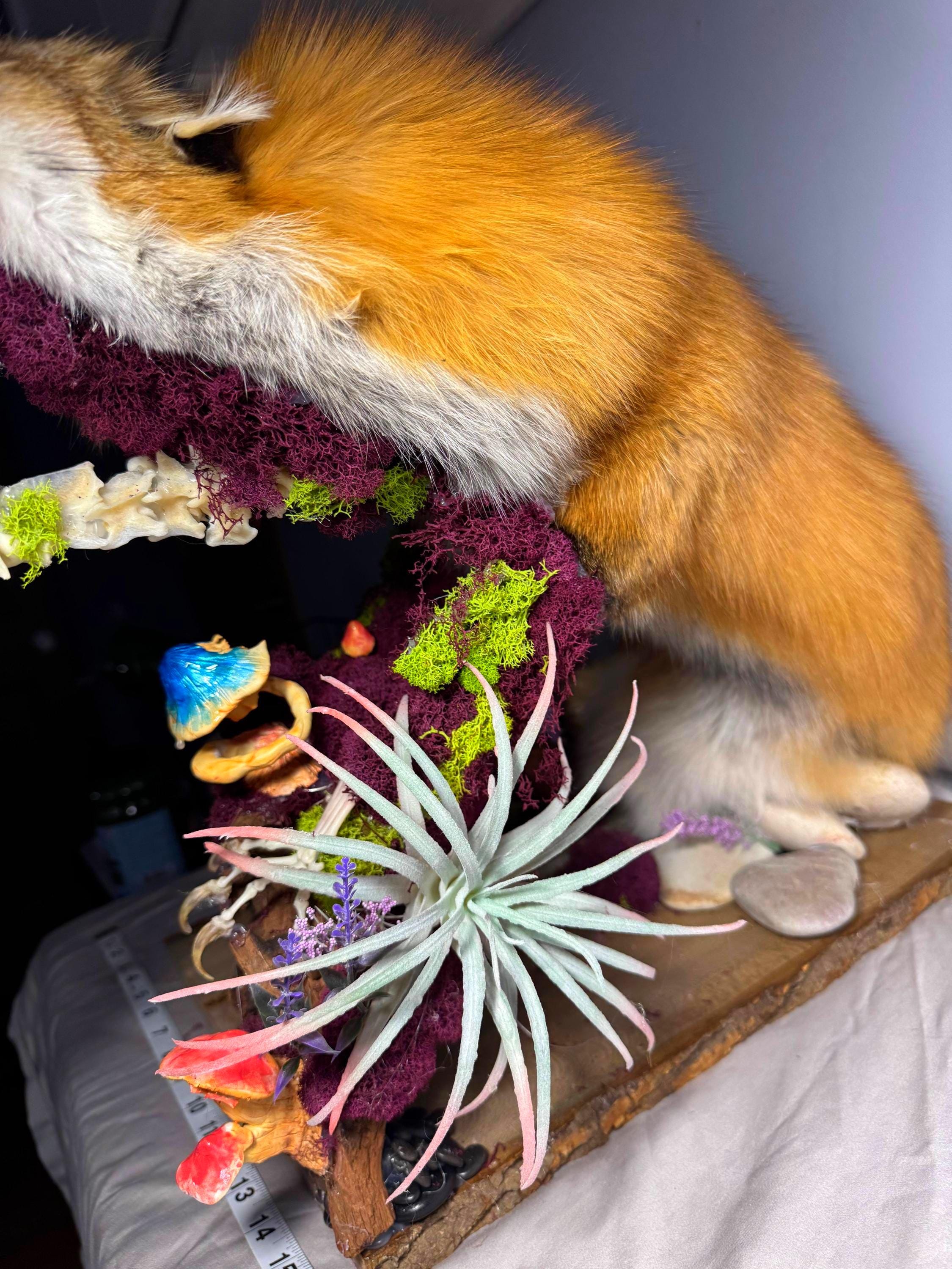 Taxidermy Fox Mushroom Trip | Escaping Skull Trippy Forest Mount ...