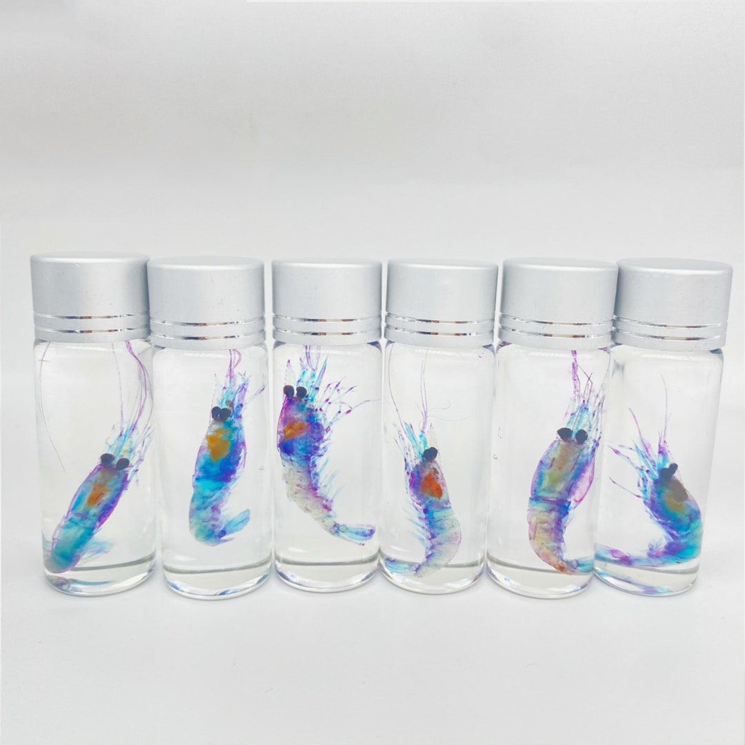 Mysterious Transparent Stained Skeleton Specimen,real Stained Specimen ...