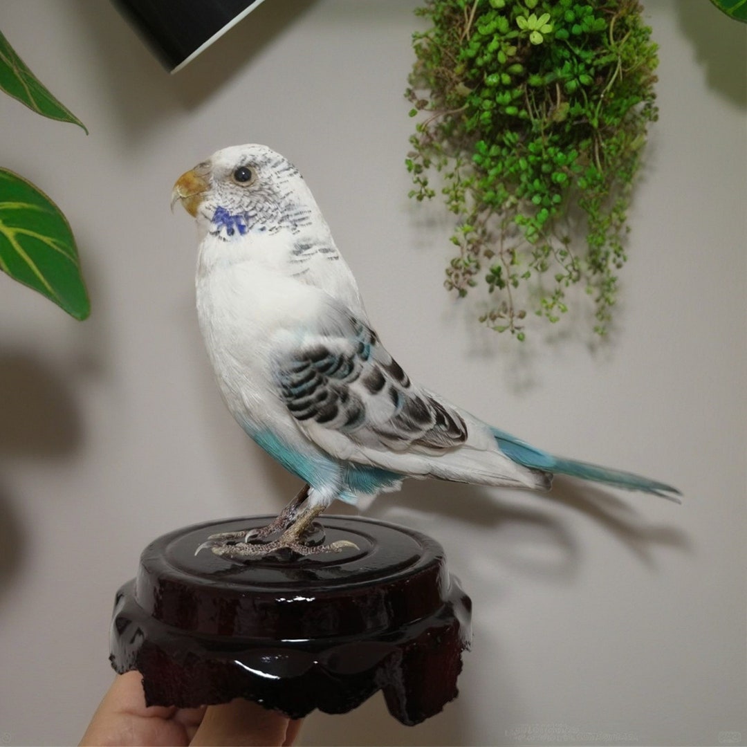 Real Parrot Specimen,real Animal Specimen,clean and Complete,specimen ...