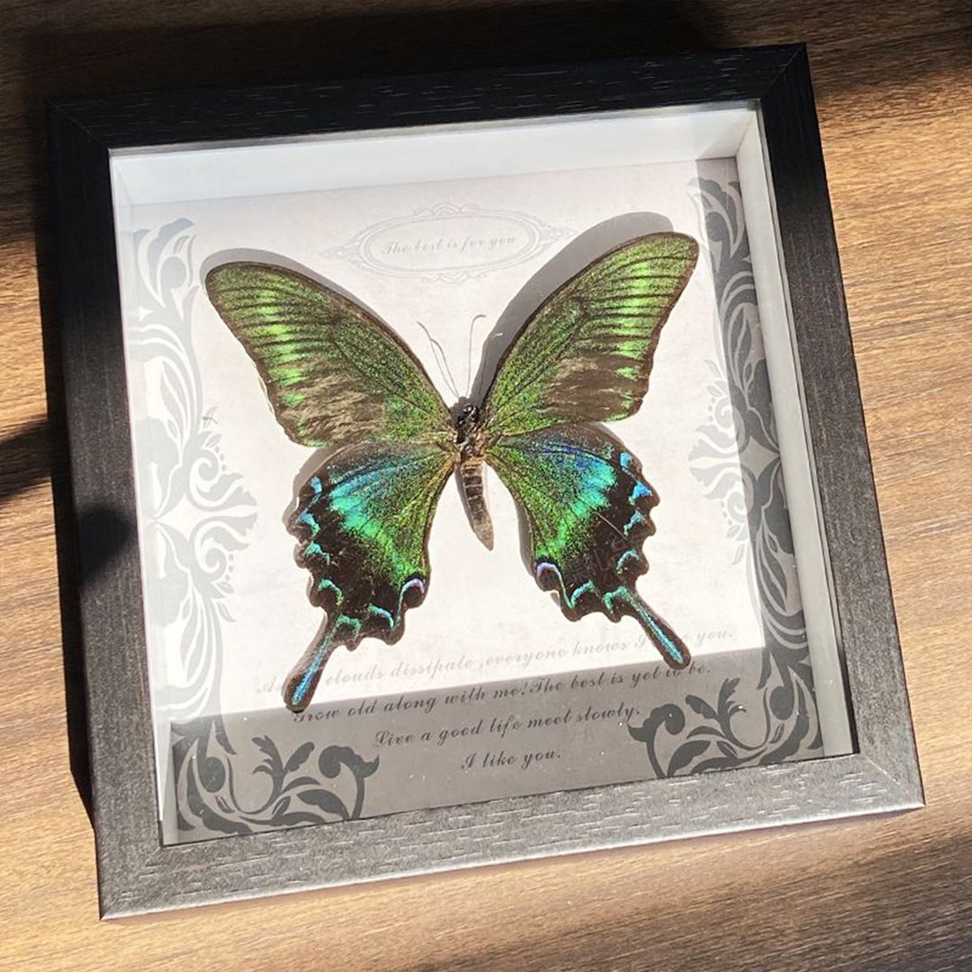 Real Butterfly Specimen,real Animal Specimen,clean and Complete ...