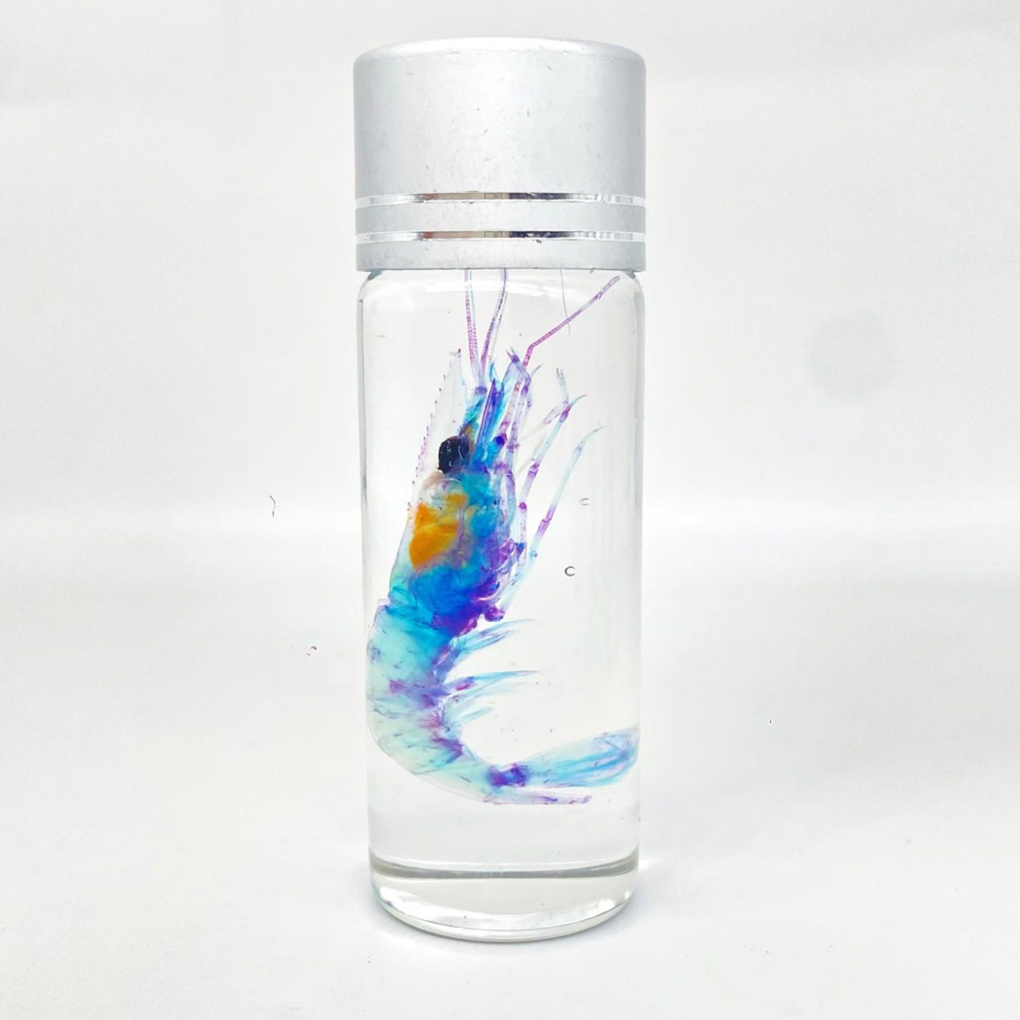 Mysterious Transparent Stained Skeleton Specimen,real Stained Specimen ...