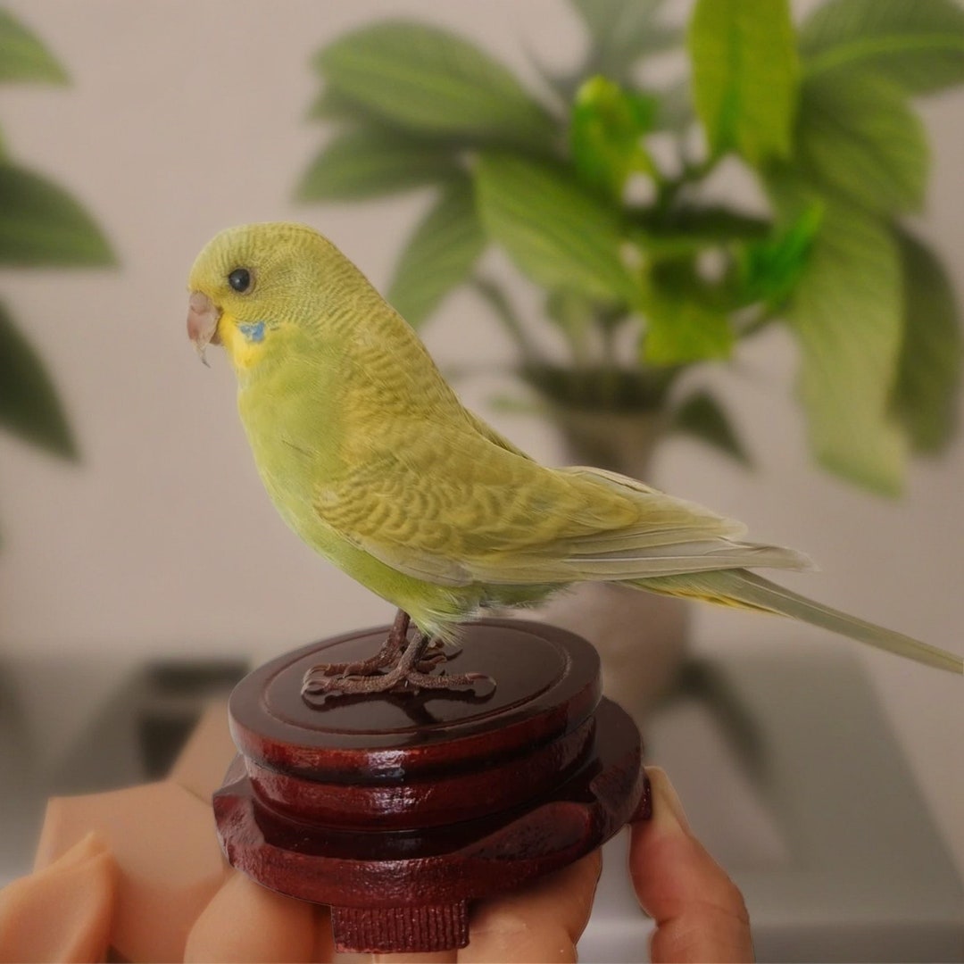 Real Parrot Specimen,real Animal Specimen,clean and Complete,specimen ...