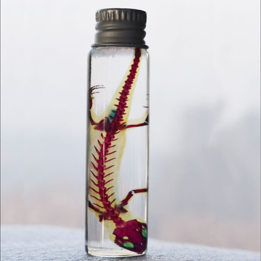 Mysterious Transparent Stained Fish Skeleton Specimen,real Stained ...