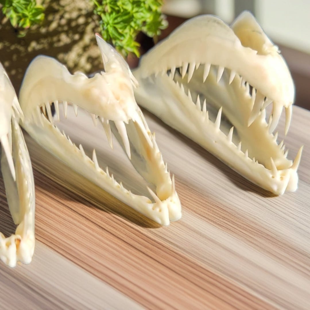 Real Skeleton Specimen,real Animal Specimen,clean and Complete,specimen ...