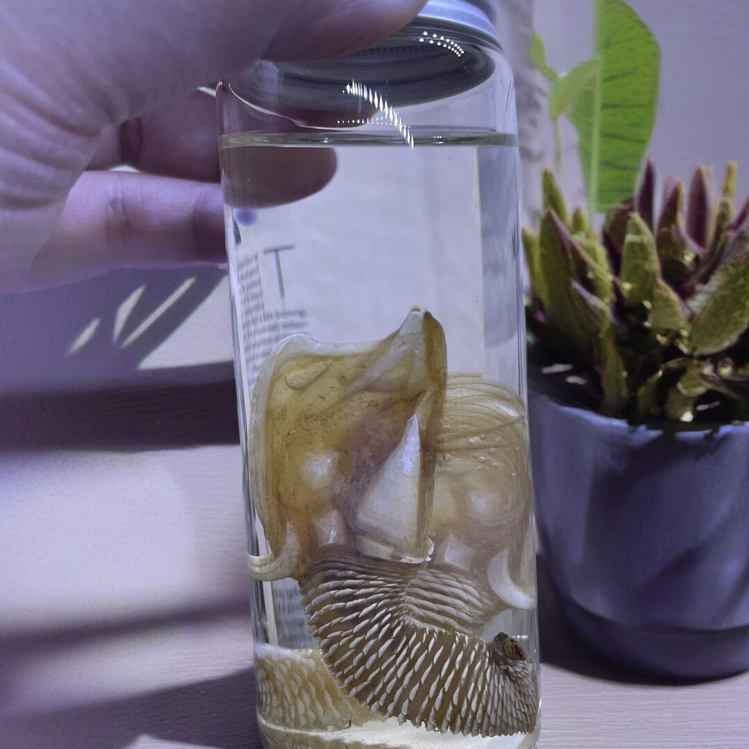 Real Soak Specimen,real Specimen,clean and Complete,specimen,safely ...